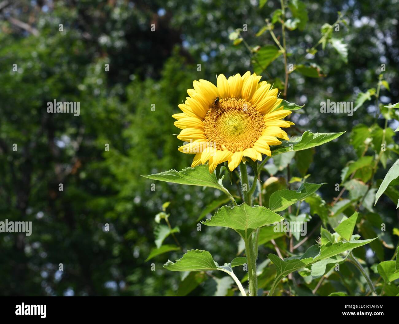 sunflower with bug Stock Photo - Alamy