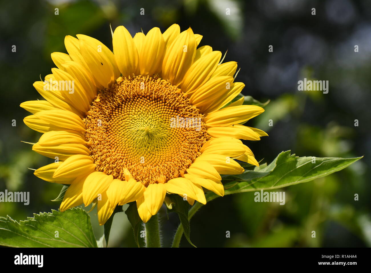 sunflower with bug Stock Photo - Alamy