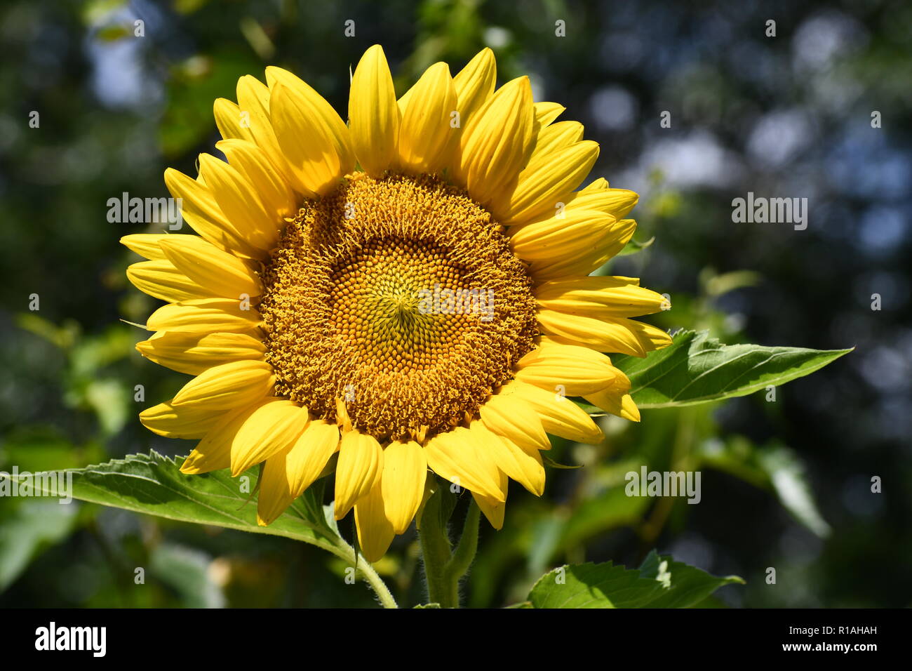 Sunflower with bug hi-res stock photography and images - Alamy