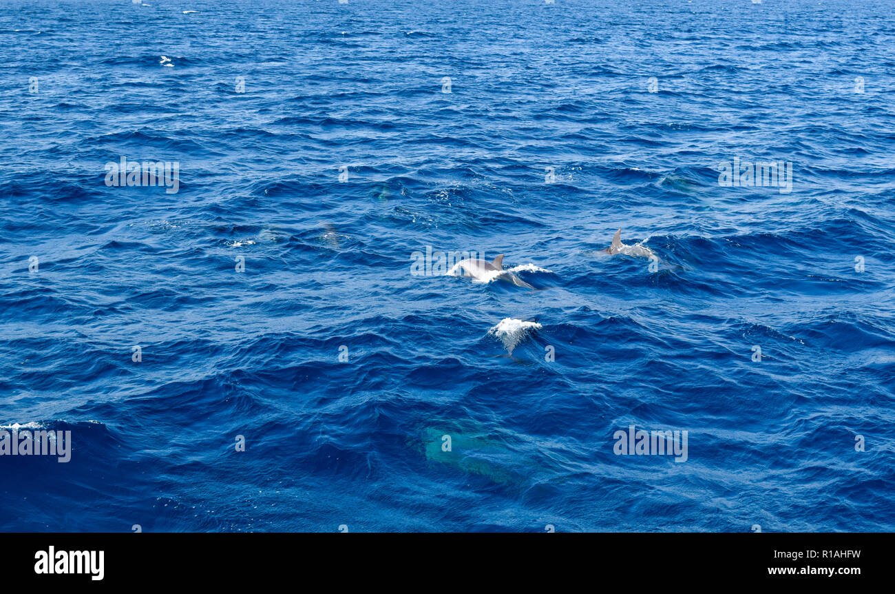 Beautiful dolphin swimming in the waves hi-res stock photography and ...
