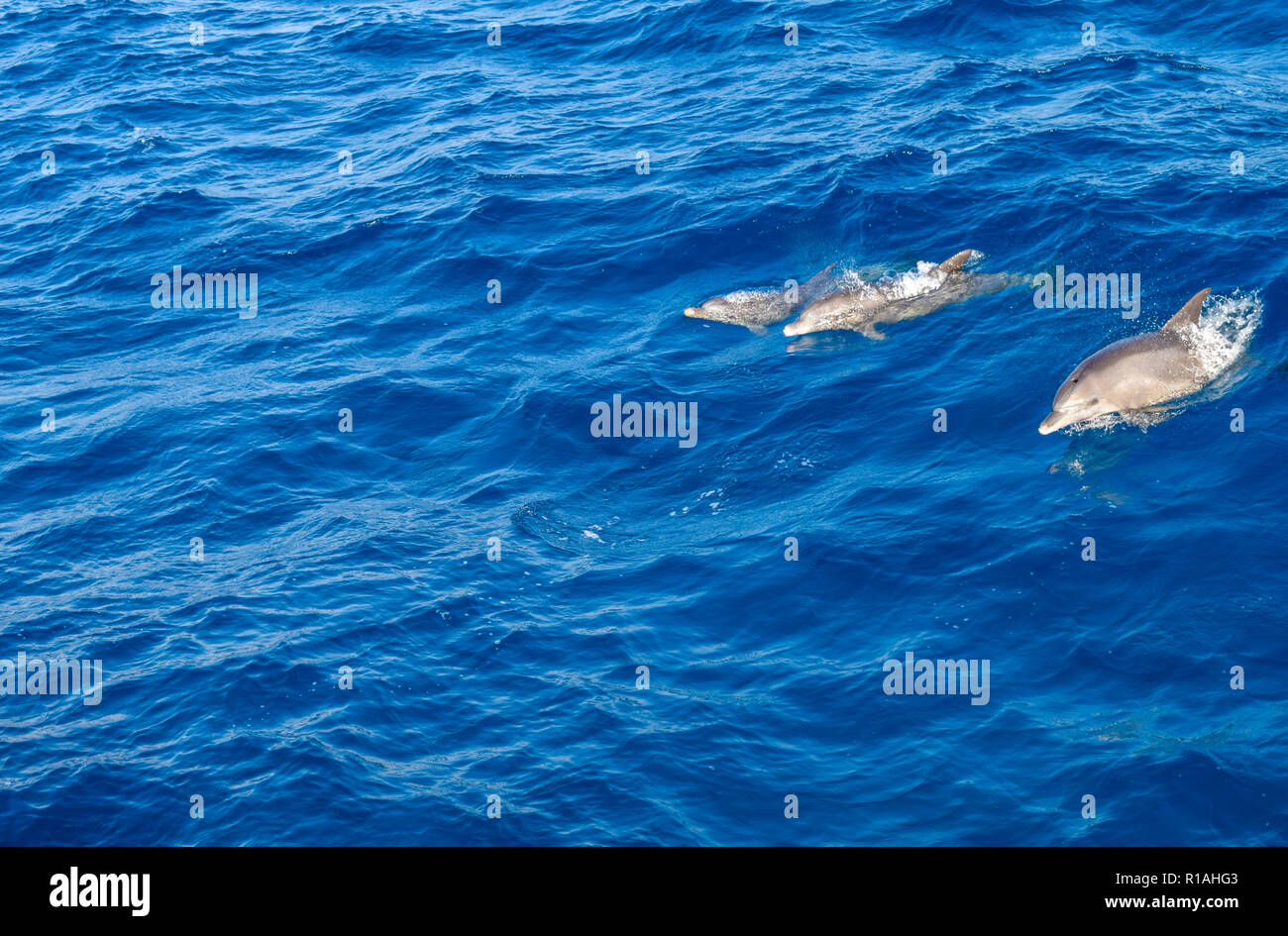 Dolphin swimming in the deep blue sea, dolphins in wildlife, dolphins ...