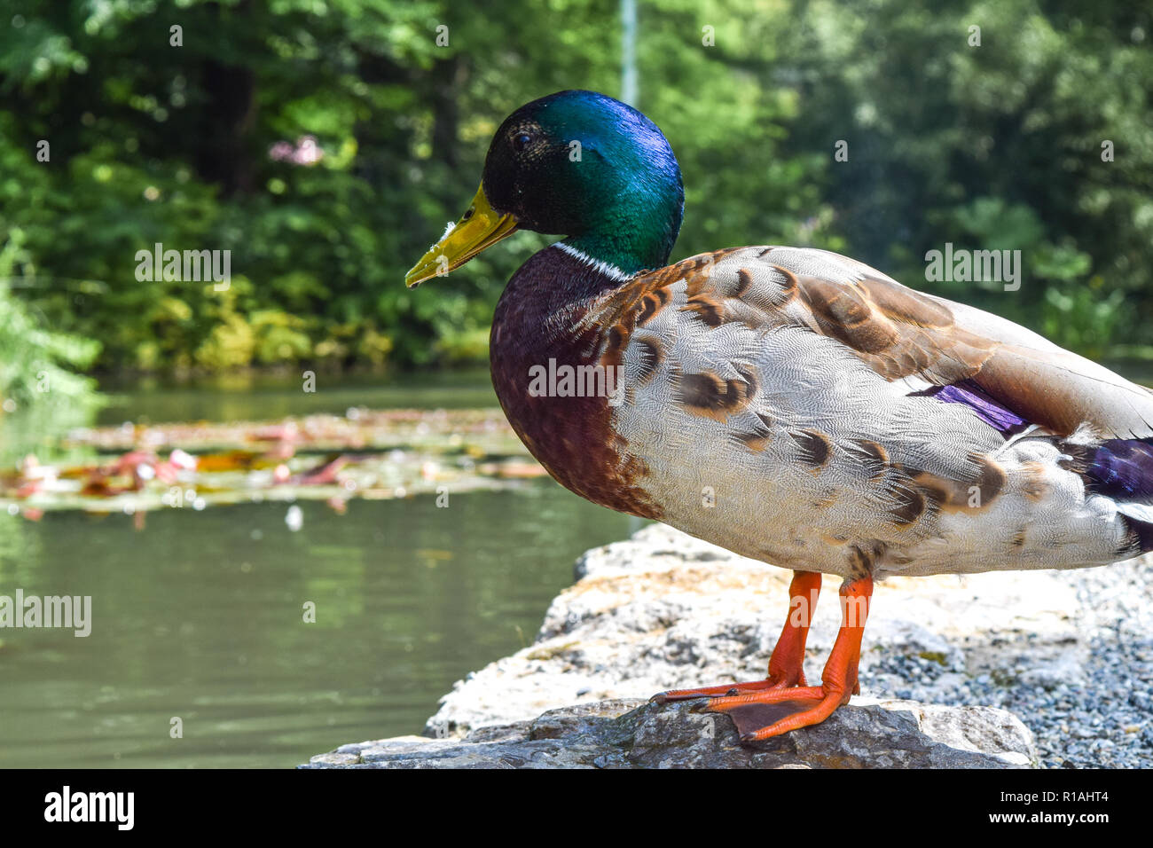 Mallard (Anas platyrhynchos) standing on the shore, male wild duck ...