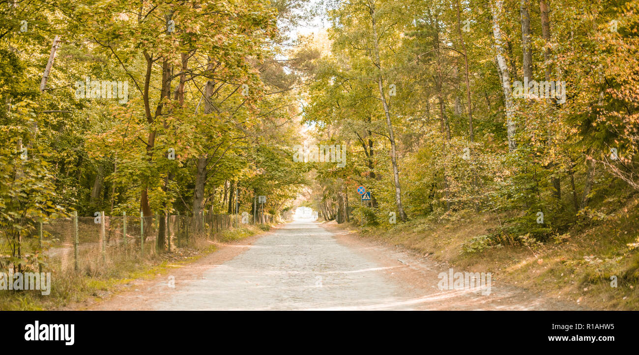 Beautiful autumn in the forest - Golden Polish Autumn - sun rays going ...