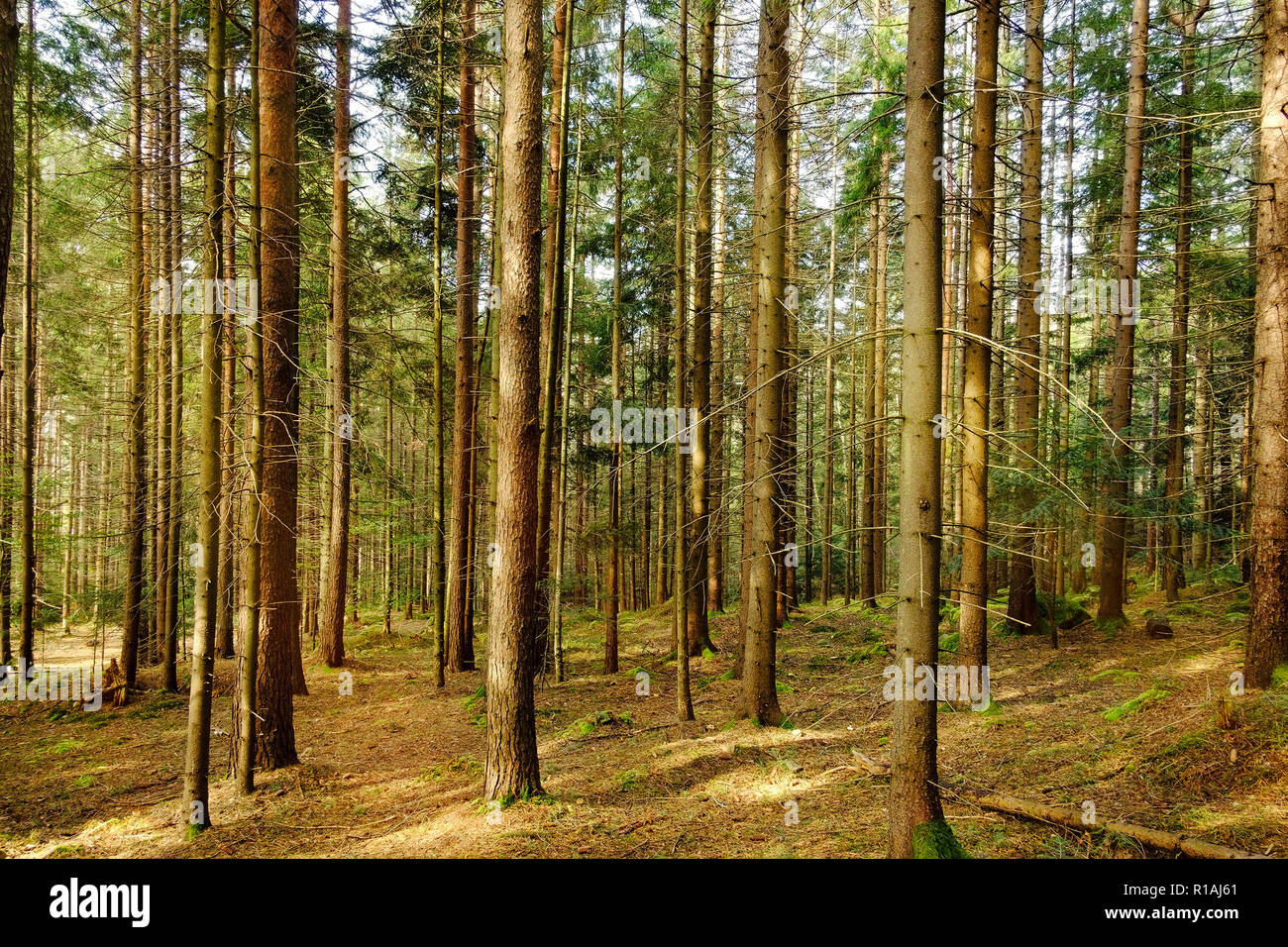 Bright sunshine in the green forest, beautiful light Stock Photo - Alamy