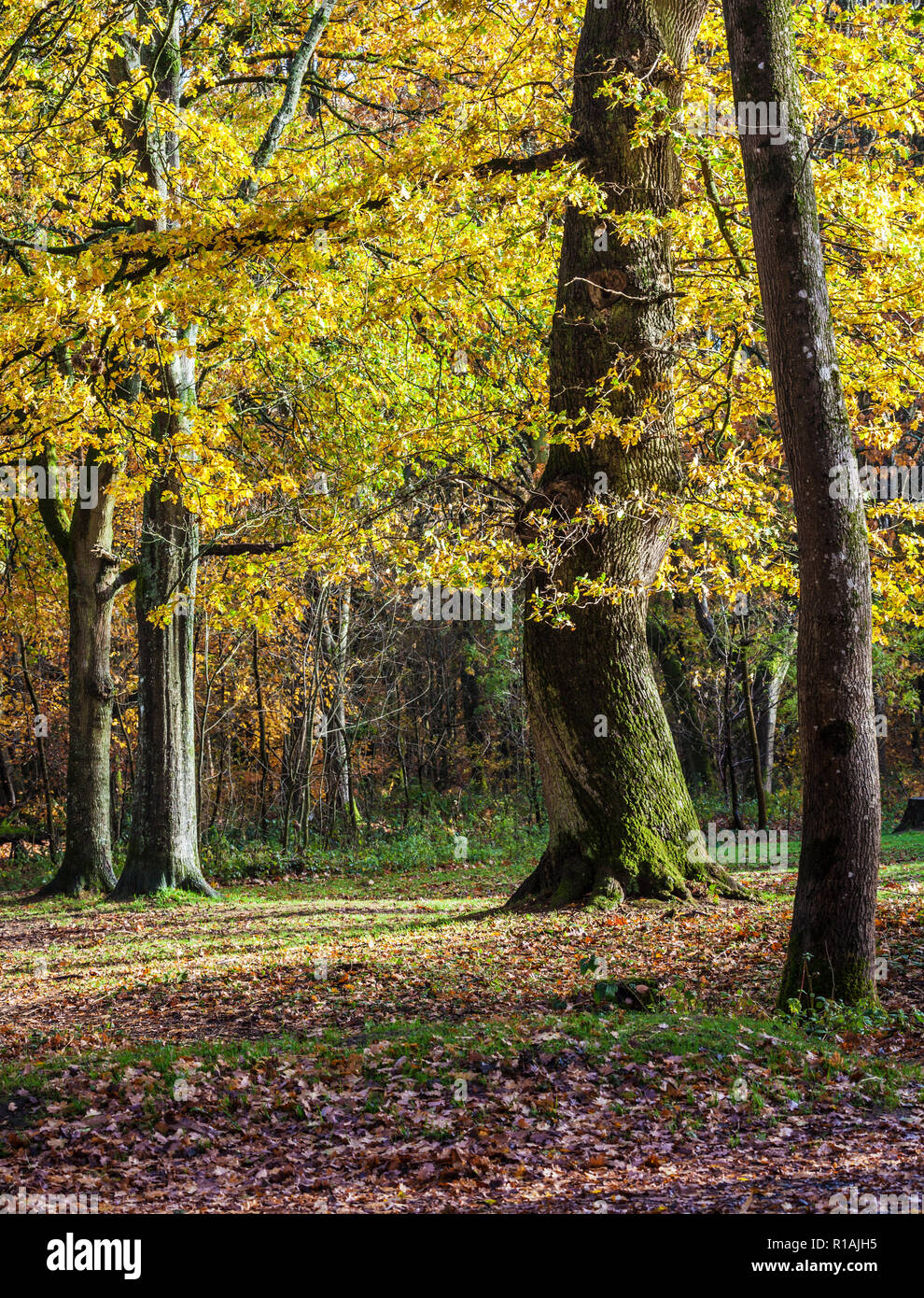 Autumn in the Savernake Forest in Wiltshire Stock Photo - Alamy