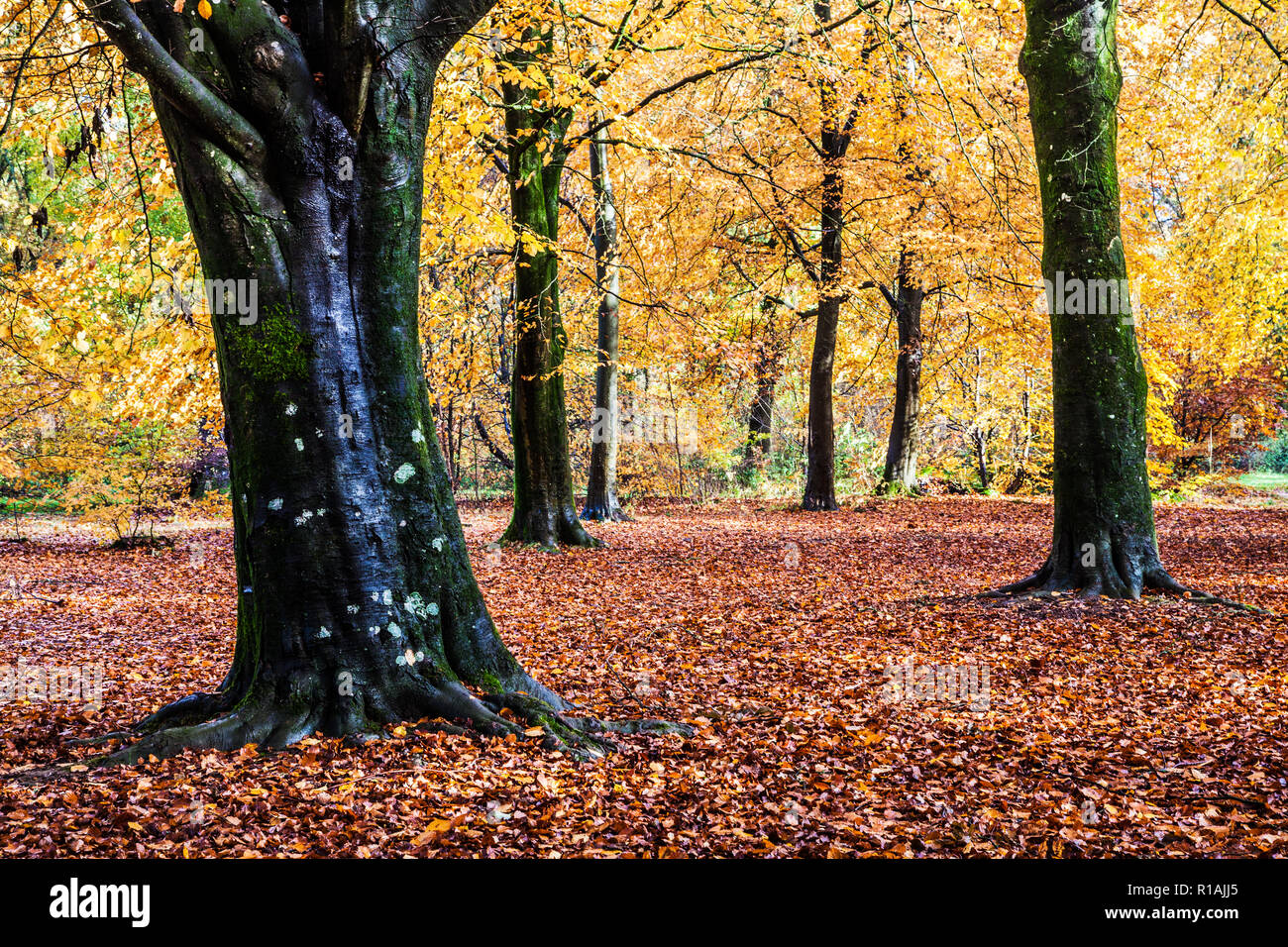 Autumn in the Savernake Forest in Wiltshire Stock Photo - Alamy
