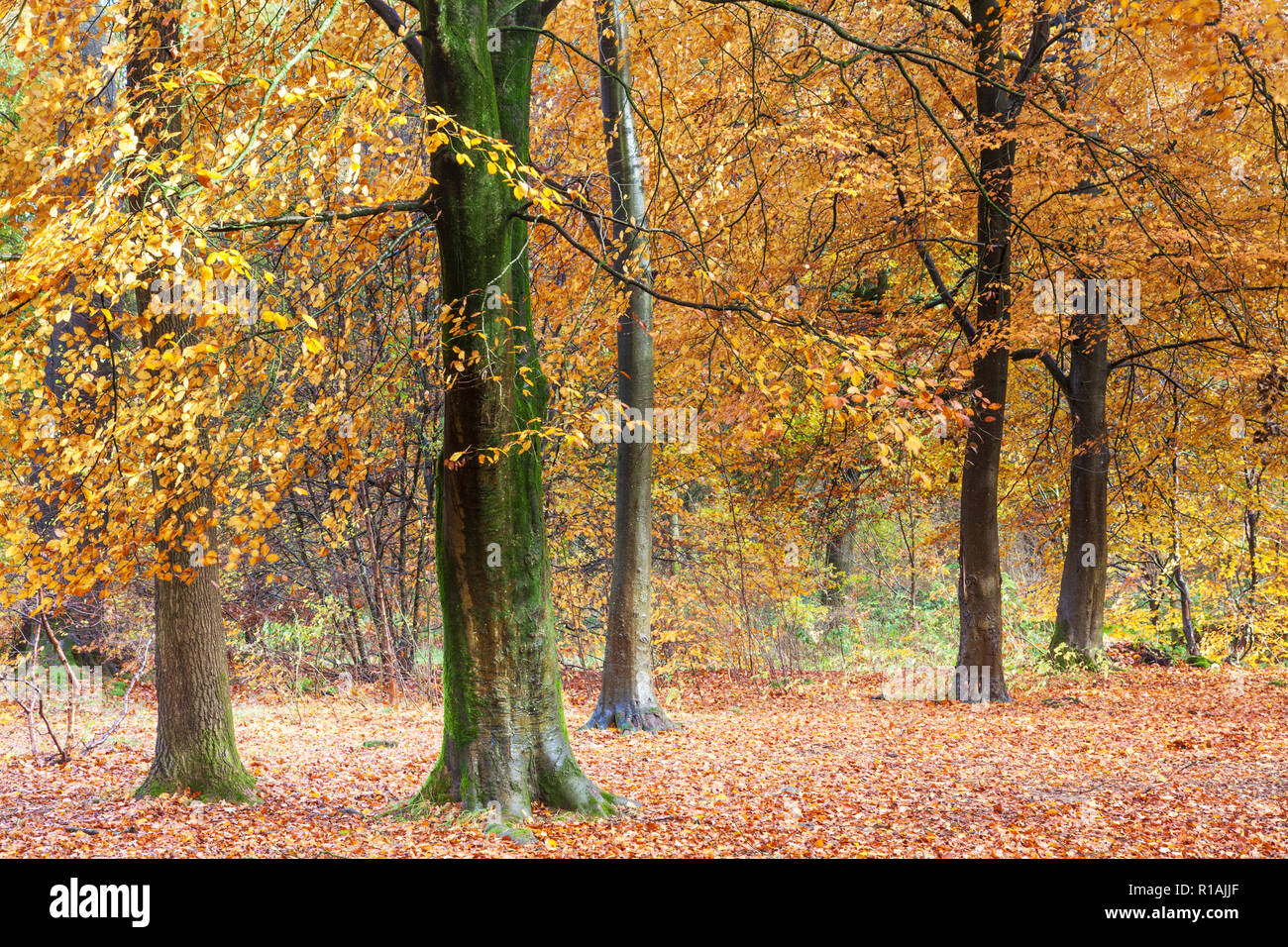 Savernake hi-res stock photography and images - Alamy