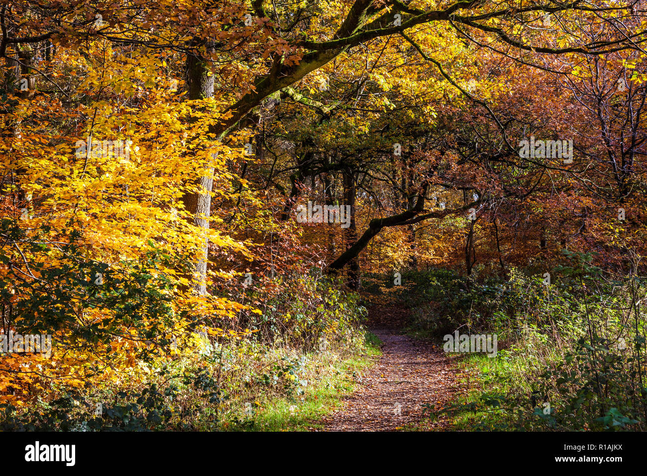 Savernake forest autumn hi-res stock photography and images - Alamy
