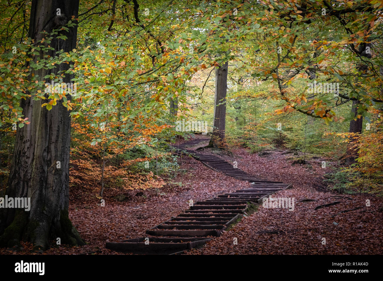 Autumnal scenes in Judy Woods, Wyke, Bradford, West Yorkshire, England ...