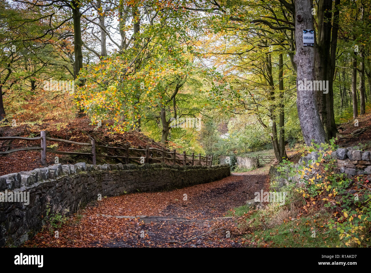 Autumnal scenes in Judy Woods, Wyke, Bradford, West Yorkshire, England ...