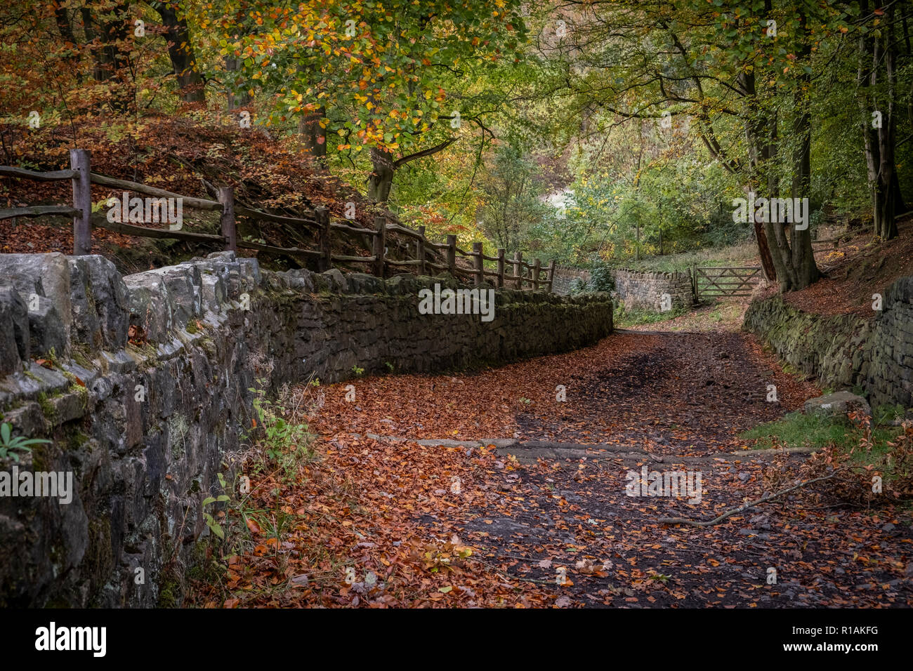 Autumnal scenes in Judy Woods, Wyke, Bradford, West Yorkshire, England ...