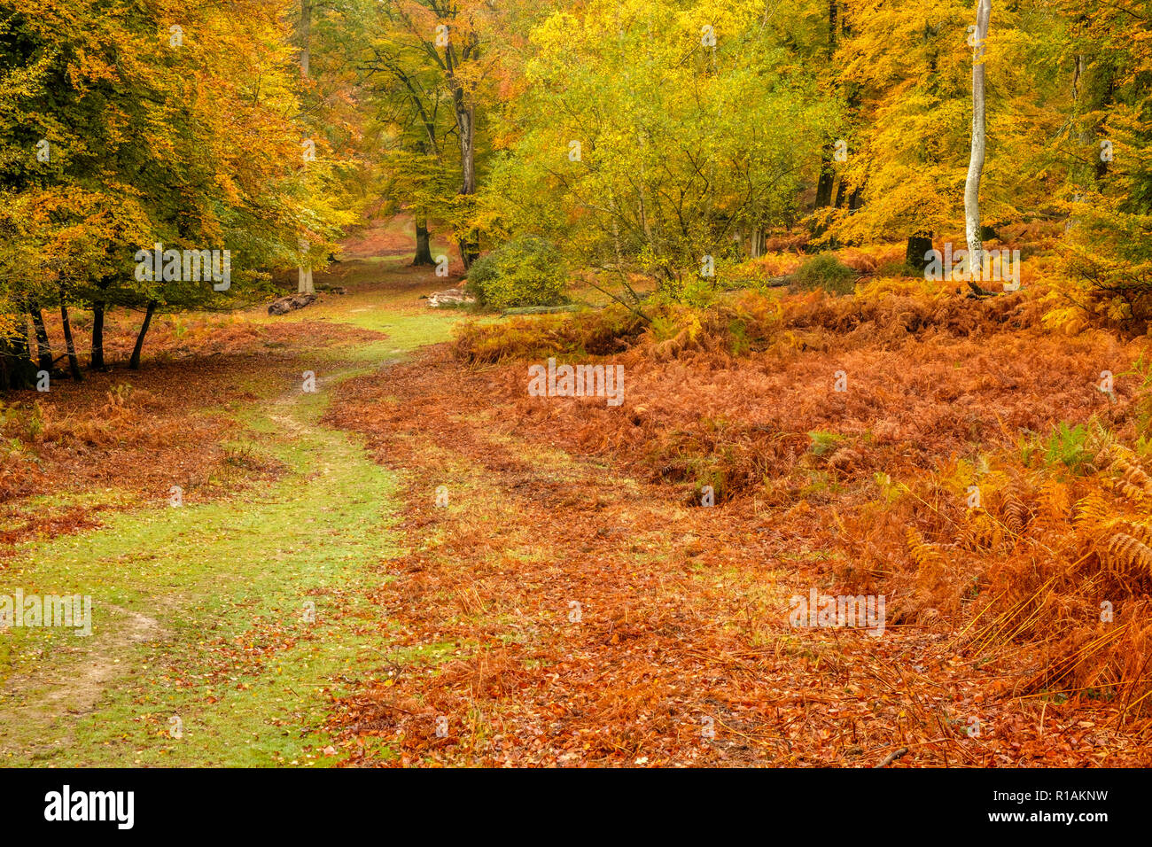 Mark Ash Wood The New Forest Hampshire England UK Stock Photo - Alamy