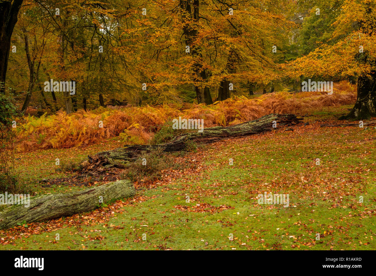 Mark Ash Wood The New Forest Hampshire England UK Stock Photo - Alamy