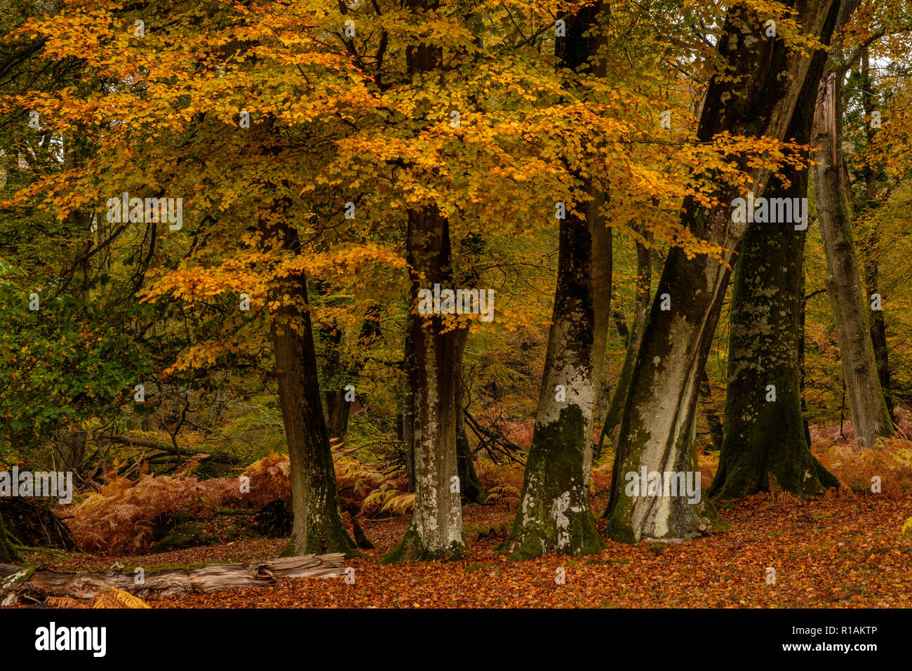 Mark Ash Wood The New Forest Hampshire England UK Stock Photo - Alamy