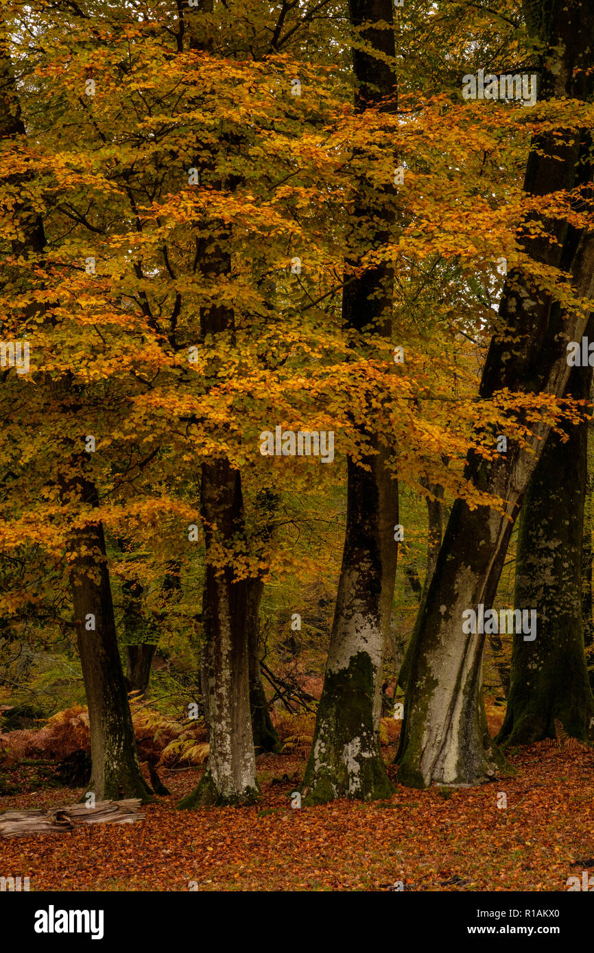 Mark ash wood new forest hi-res stock photography and images - Alamy