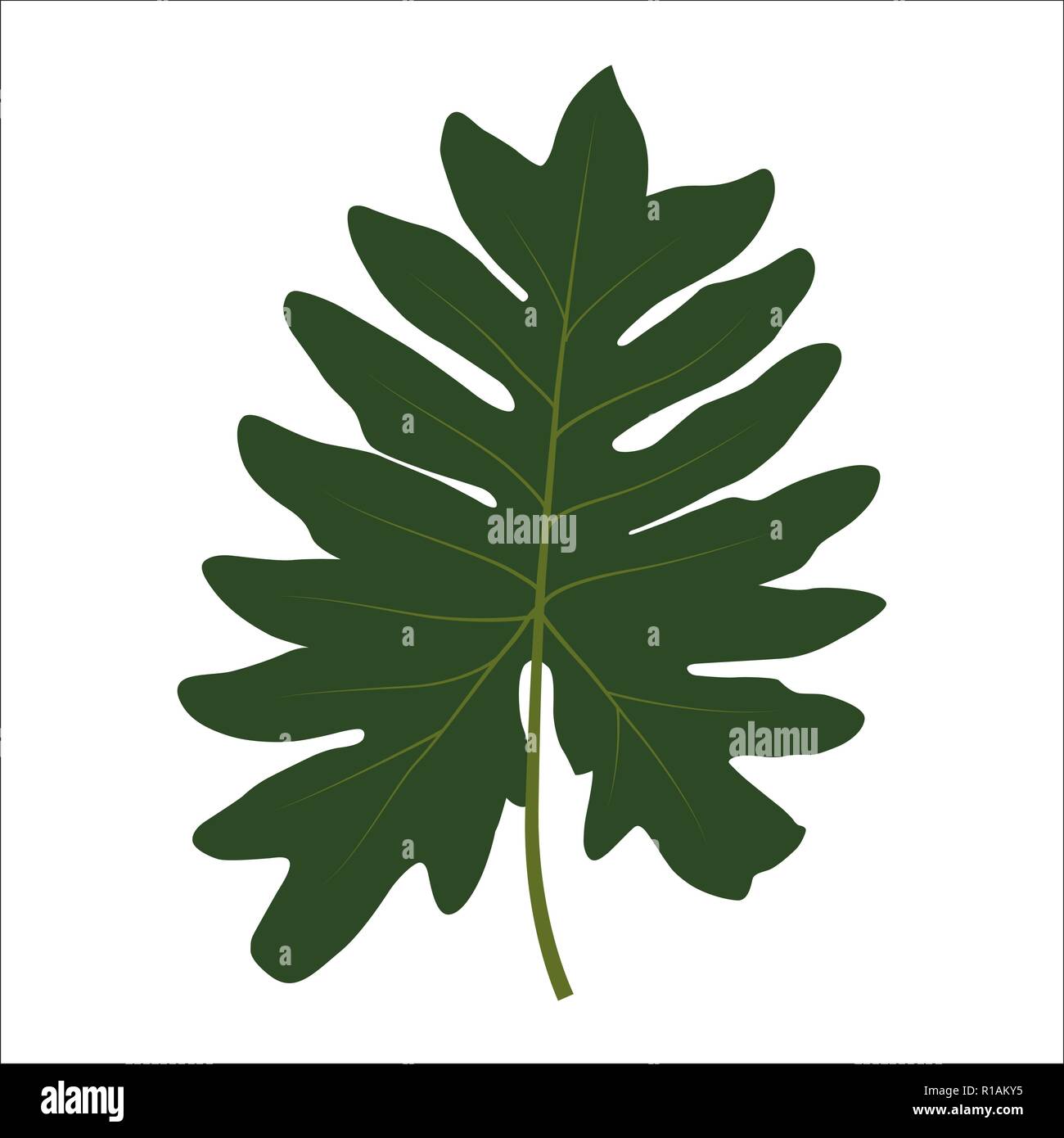 Tropical leaf on white Stock Vector Images - Alamy