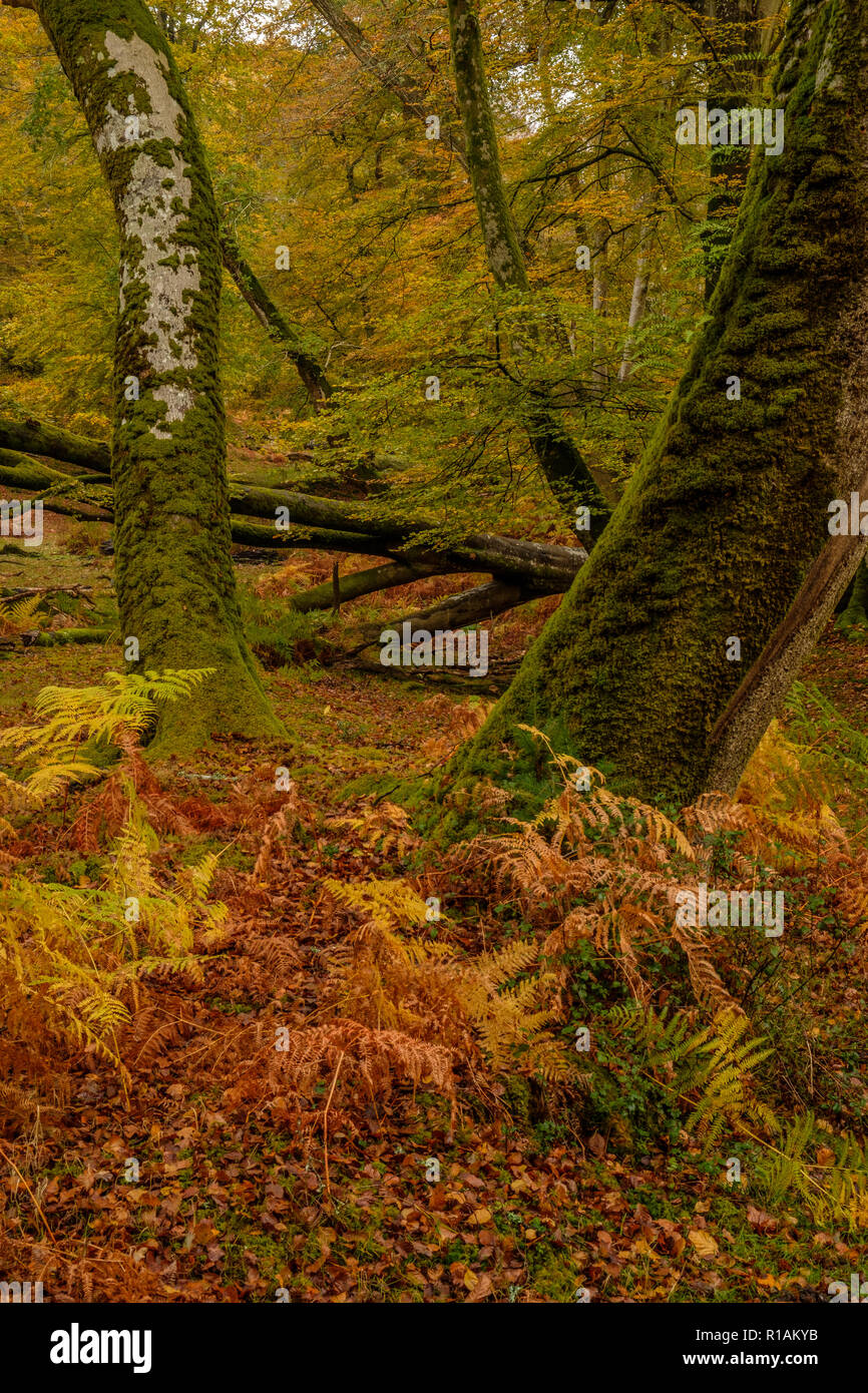 Mark Ash Wood The New Forest Hampshire England UK Stock Photo - Alamy