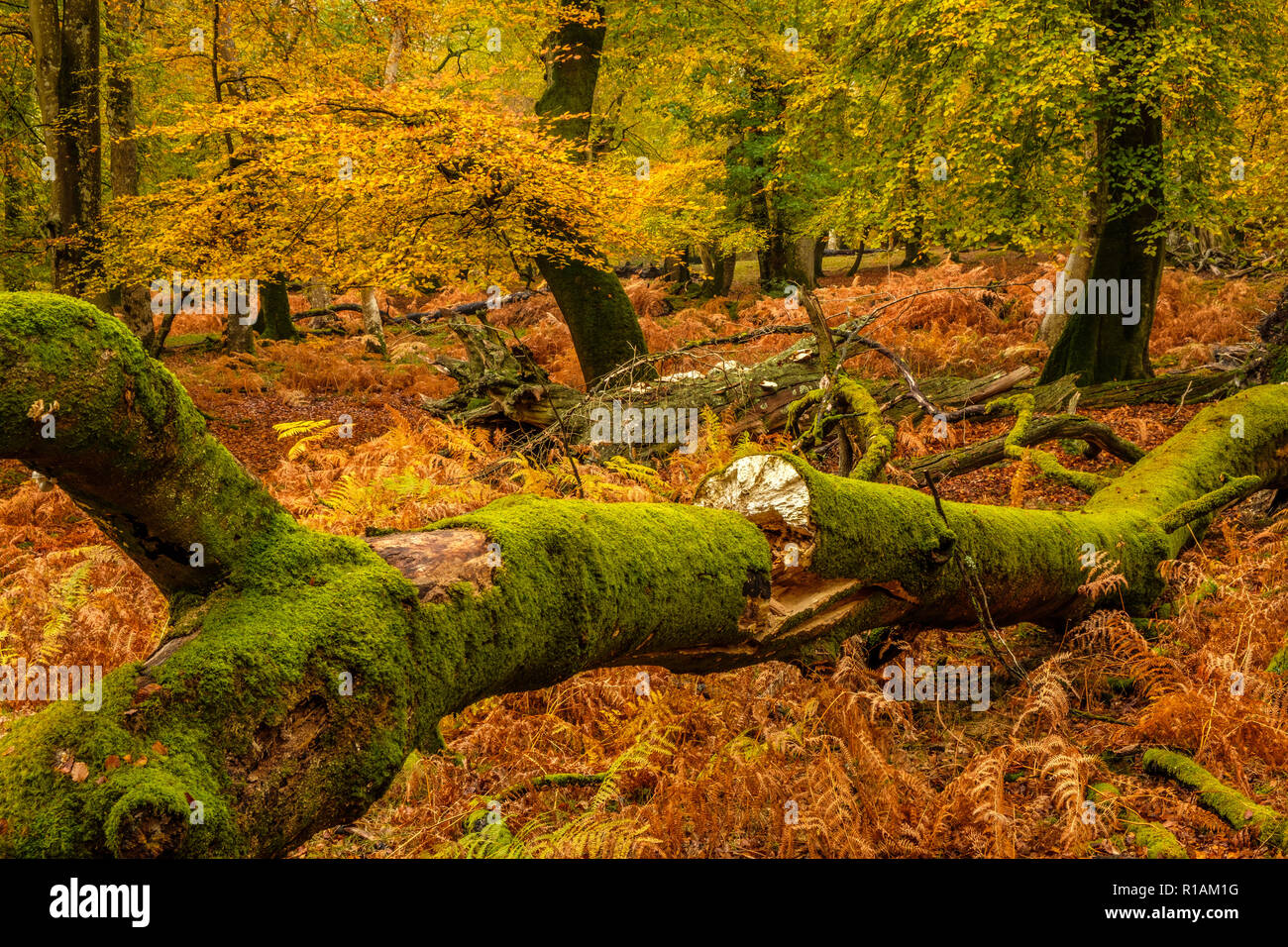 Mark Ash Wood The New Forest Hampshire England UK Stock Photo - Alamy