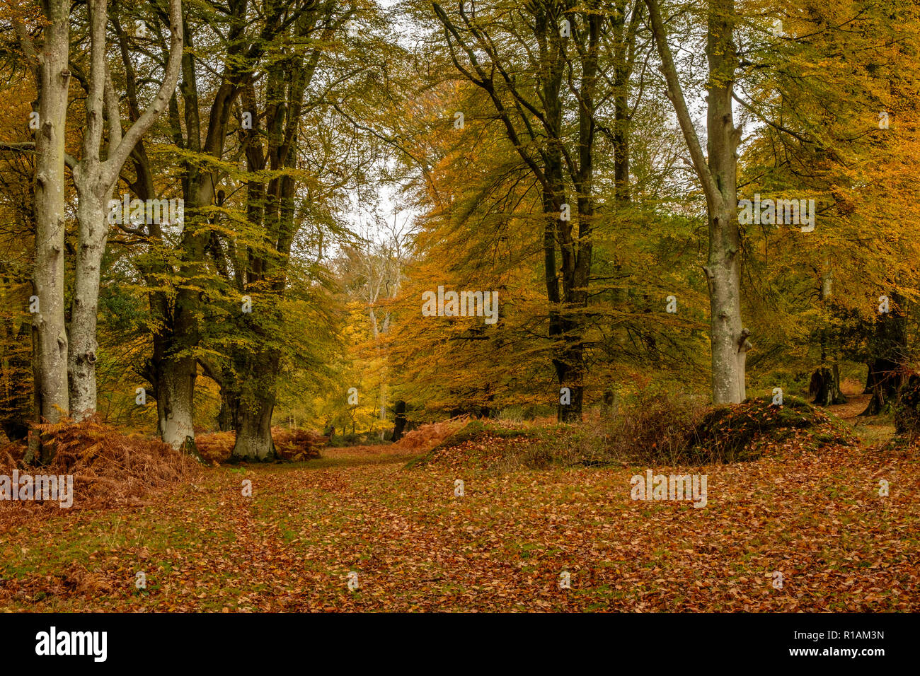Mark Ash Wood The New Forest Hampshire England UK Stock Photo - Alamy