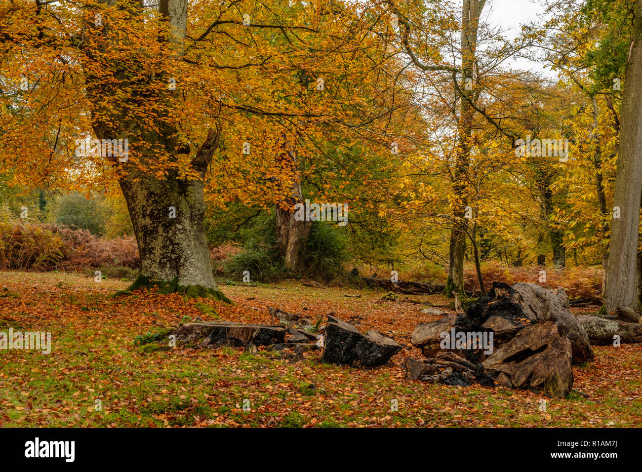 Mark Ash Wood The New Forest Hampshire England UK Stock Photo - Alamy