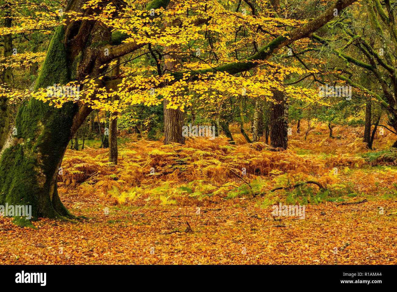 Mark Ash Wood The New Forest Hampshire England UK Stock Photo - Alamy