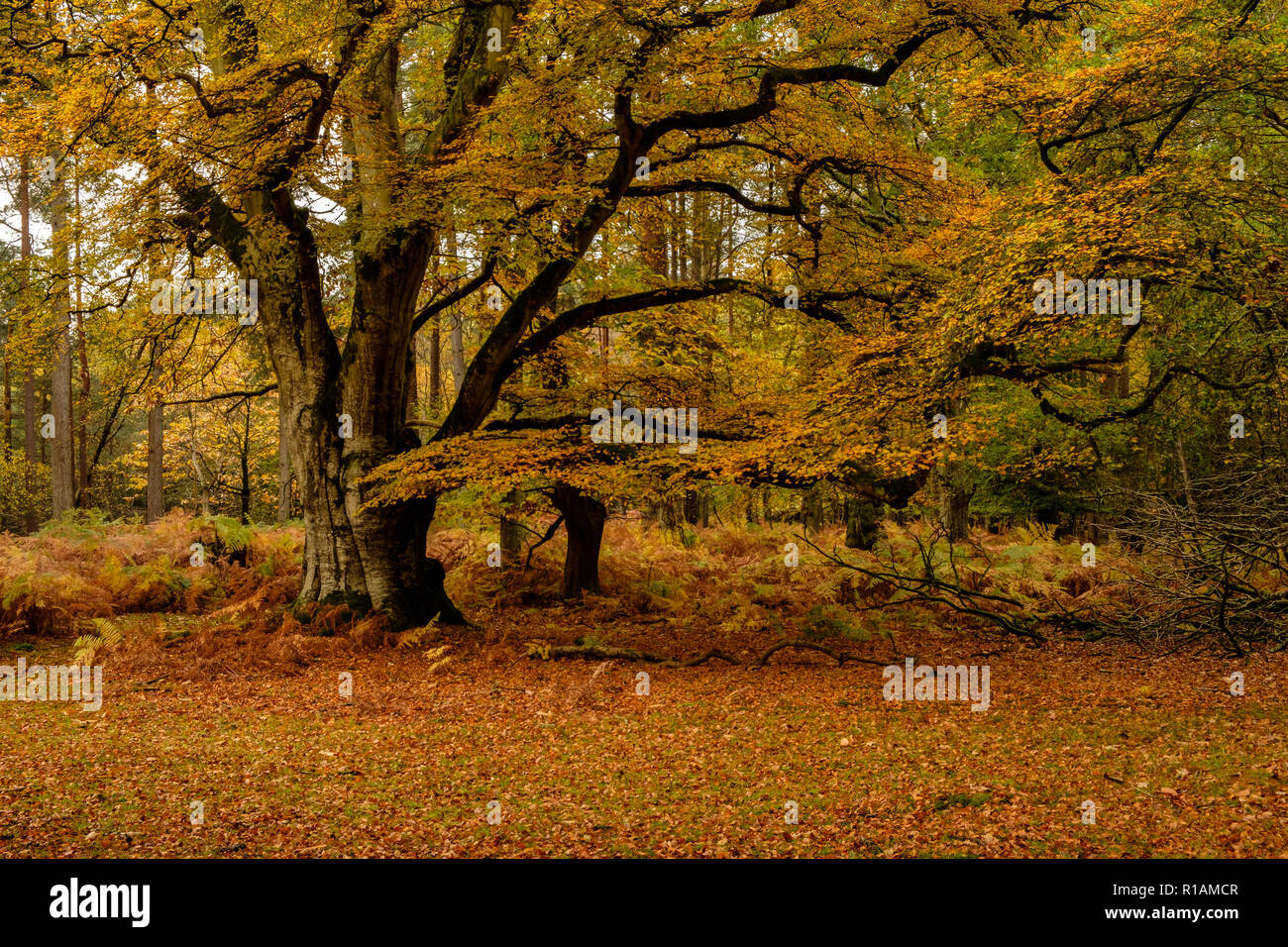 Mark Ash Wood The New Forest Hampshire England UK Stock Photo - Alamy