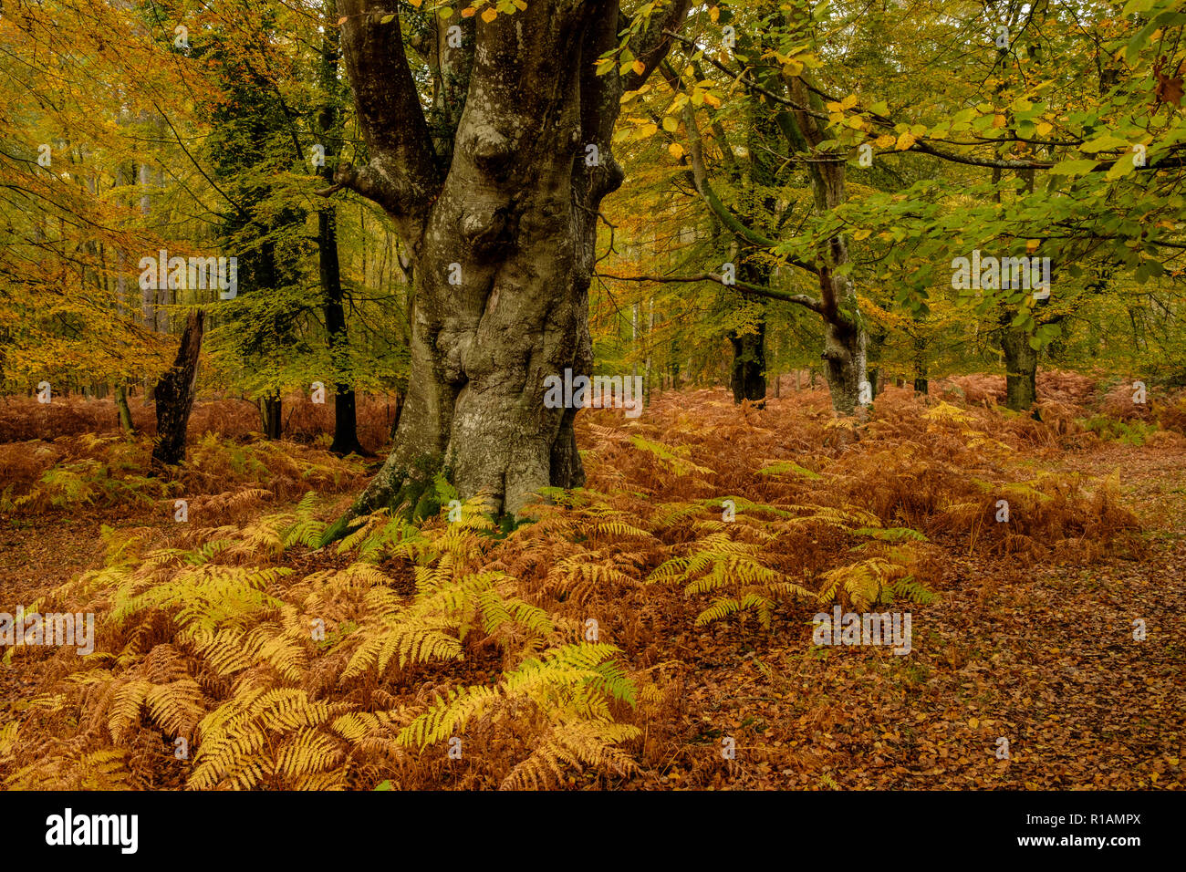 Mark Ash Wood The New Forest Hampshire England UK Stock Photo - Alamy