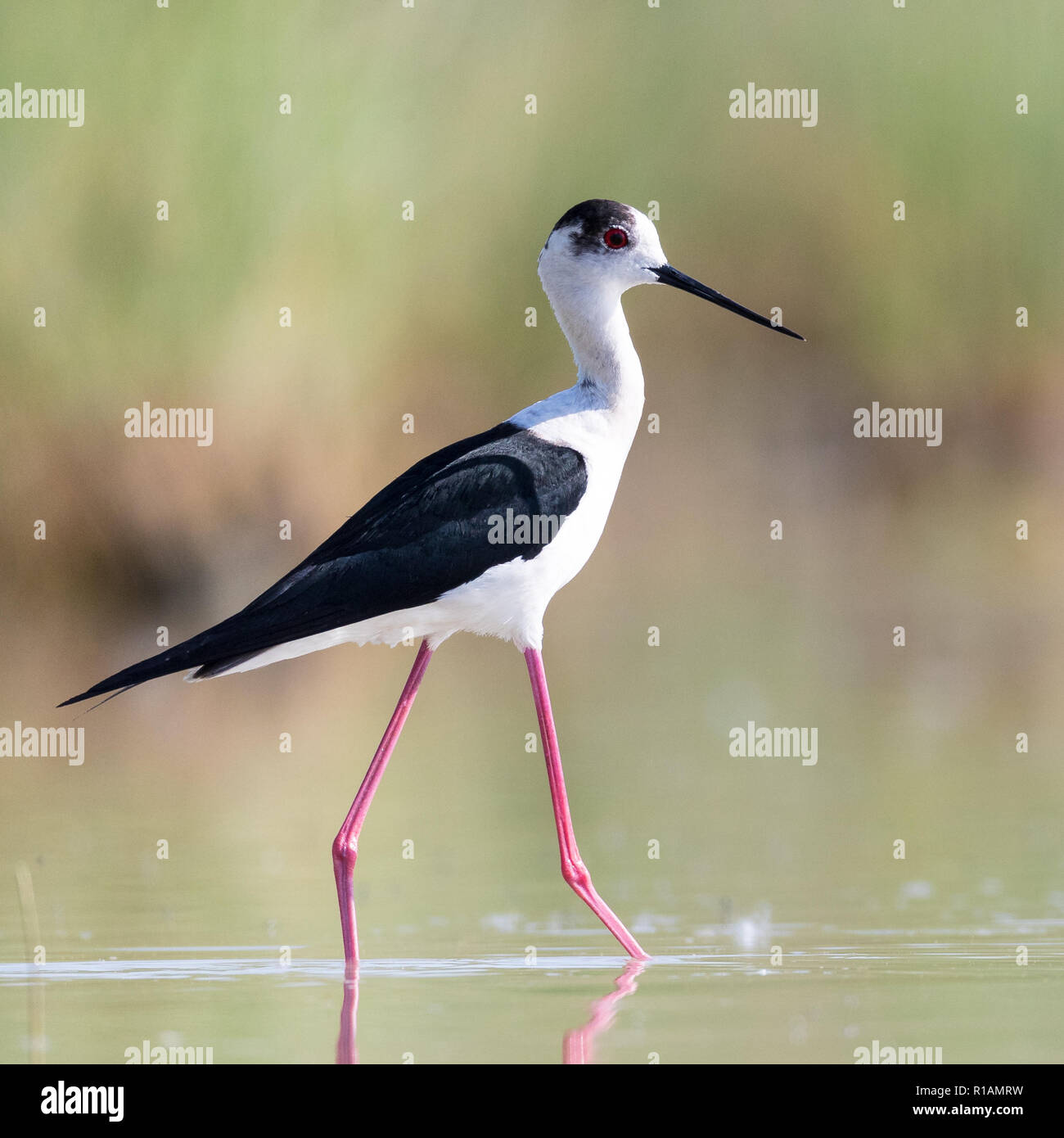 Stilt legs hi-res stock photography and images - Alamy