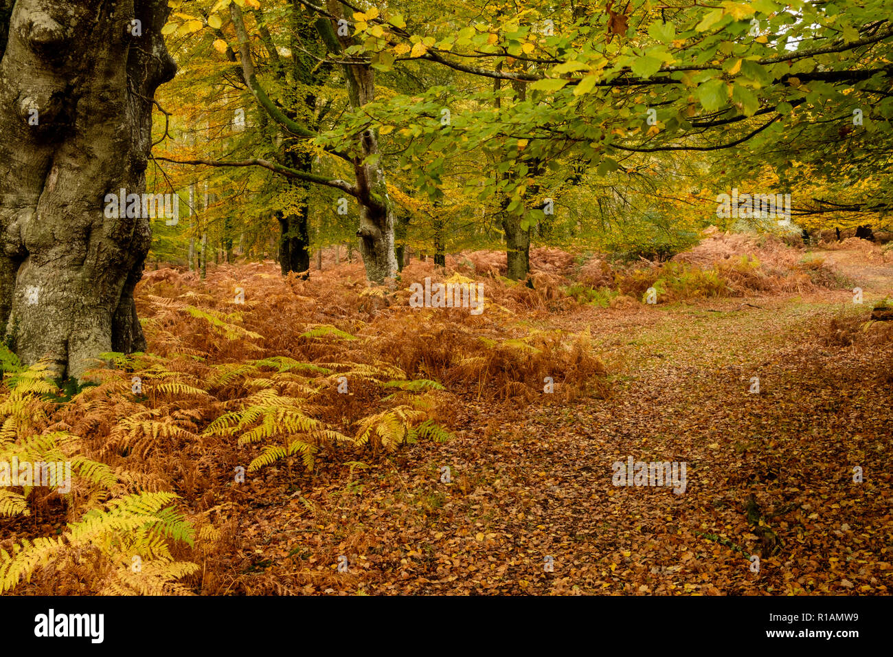 Mark Ash Wood Stock Photos & Mark Ash Wood Stock Images - Alamy