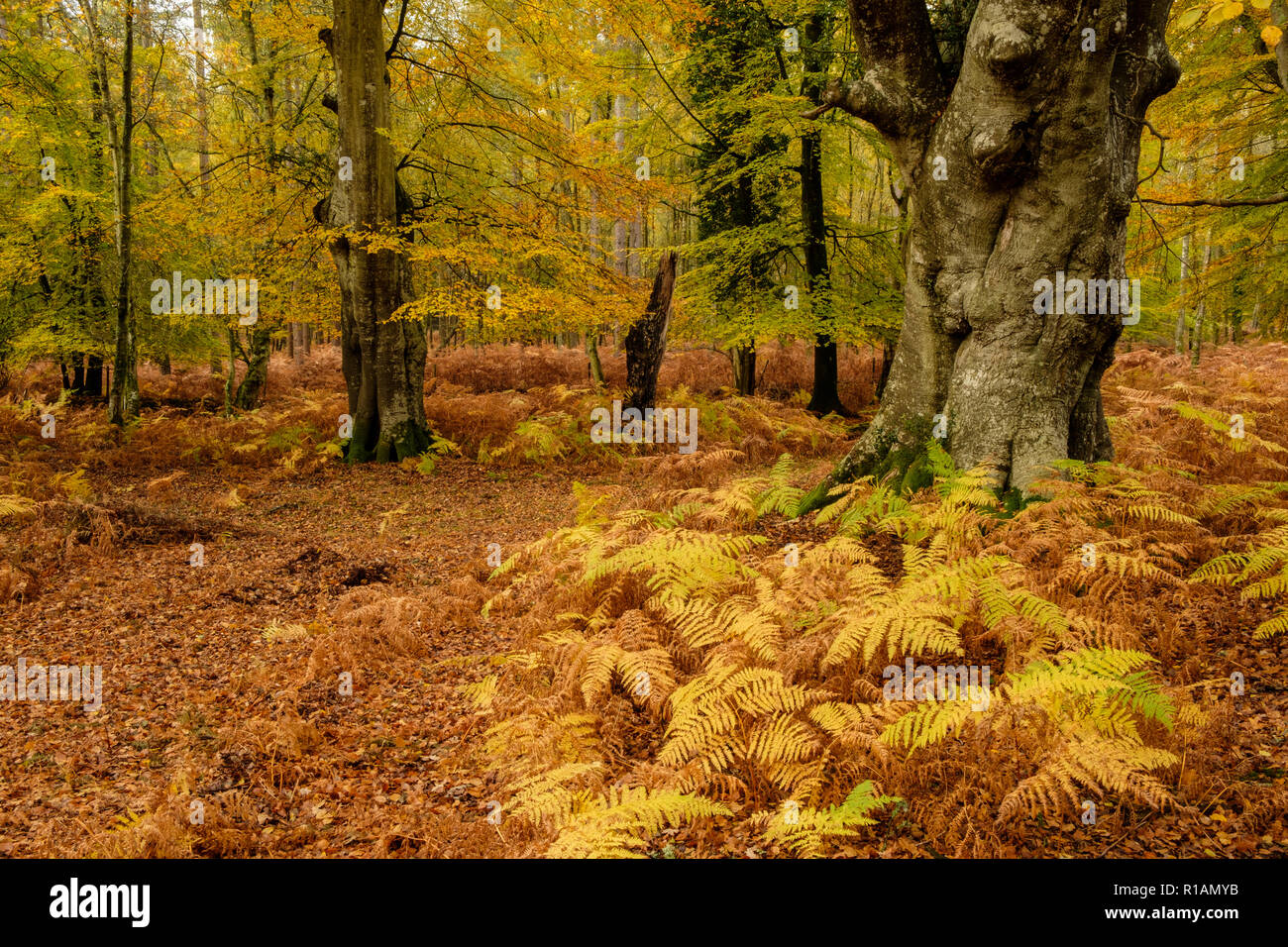 Mark Ash Wood The New Forest Hampshire England UK Stock Photo - Alamy
