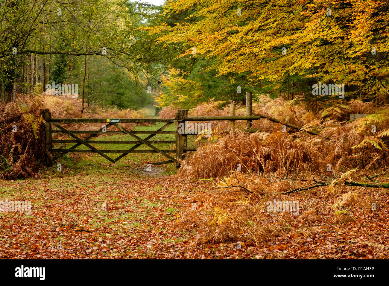Mark Ash Wood The New Forest Hampshire England UK Stock Photo - Alamy