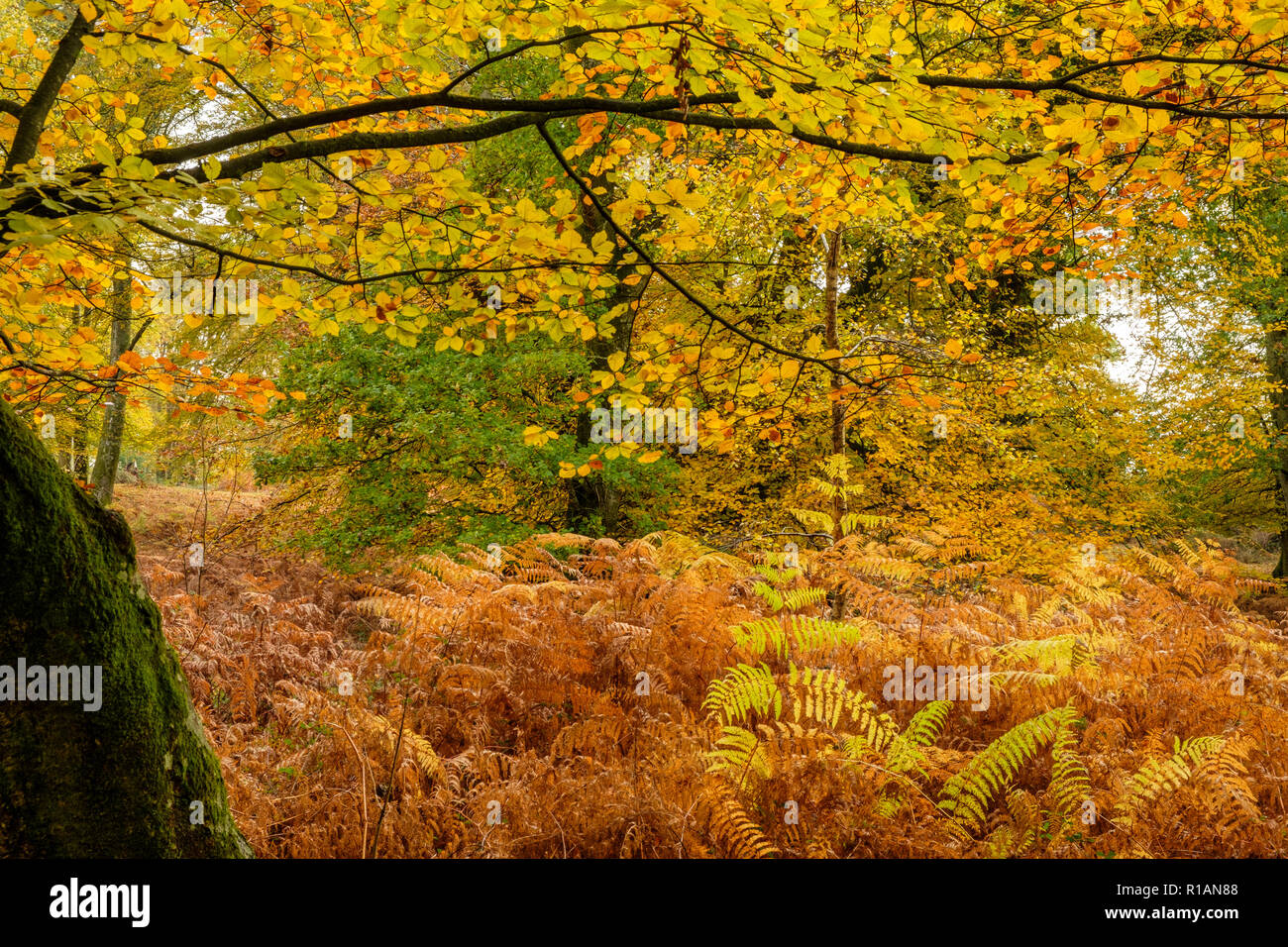 Mark Ash Wood The New Forest Hampshire England UK Stock Photo - Alamy