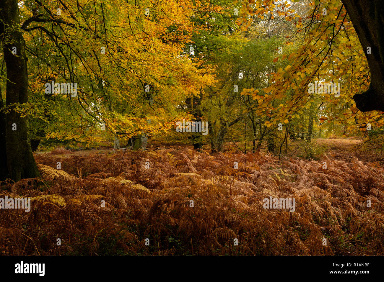 Mark Ash Wood The New Forest Hampshire England UK Stock Photo - Alamy