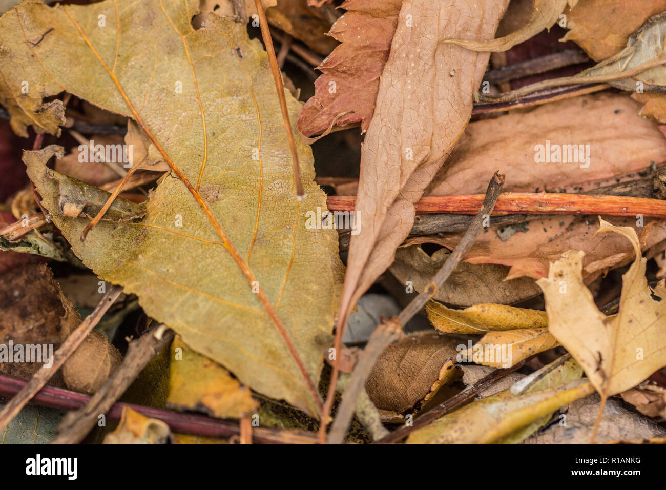 Tree and bush mix hi-res stock photography and images - Alamy