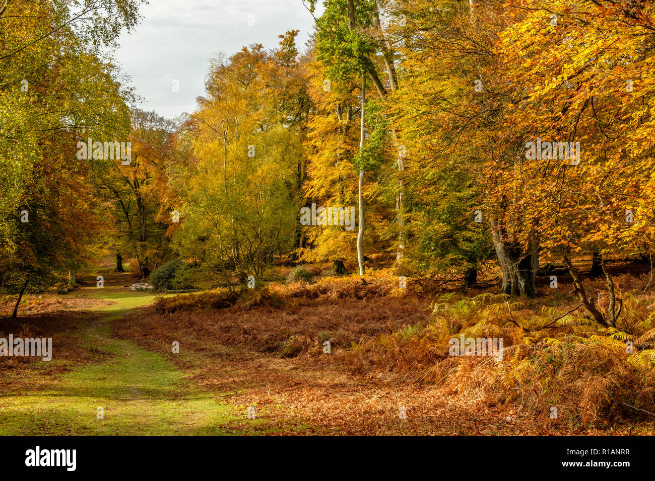 Pathway Through Mark Ash Wood The New Forest Hampshire England UK Stock ...