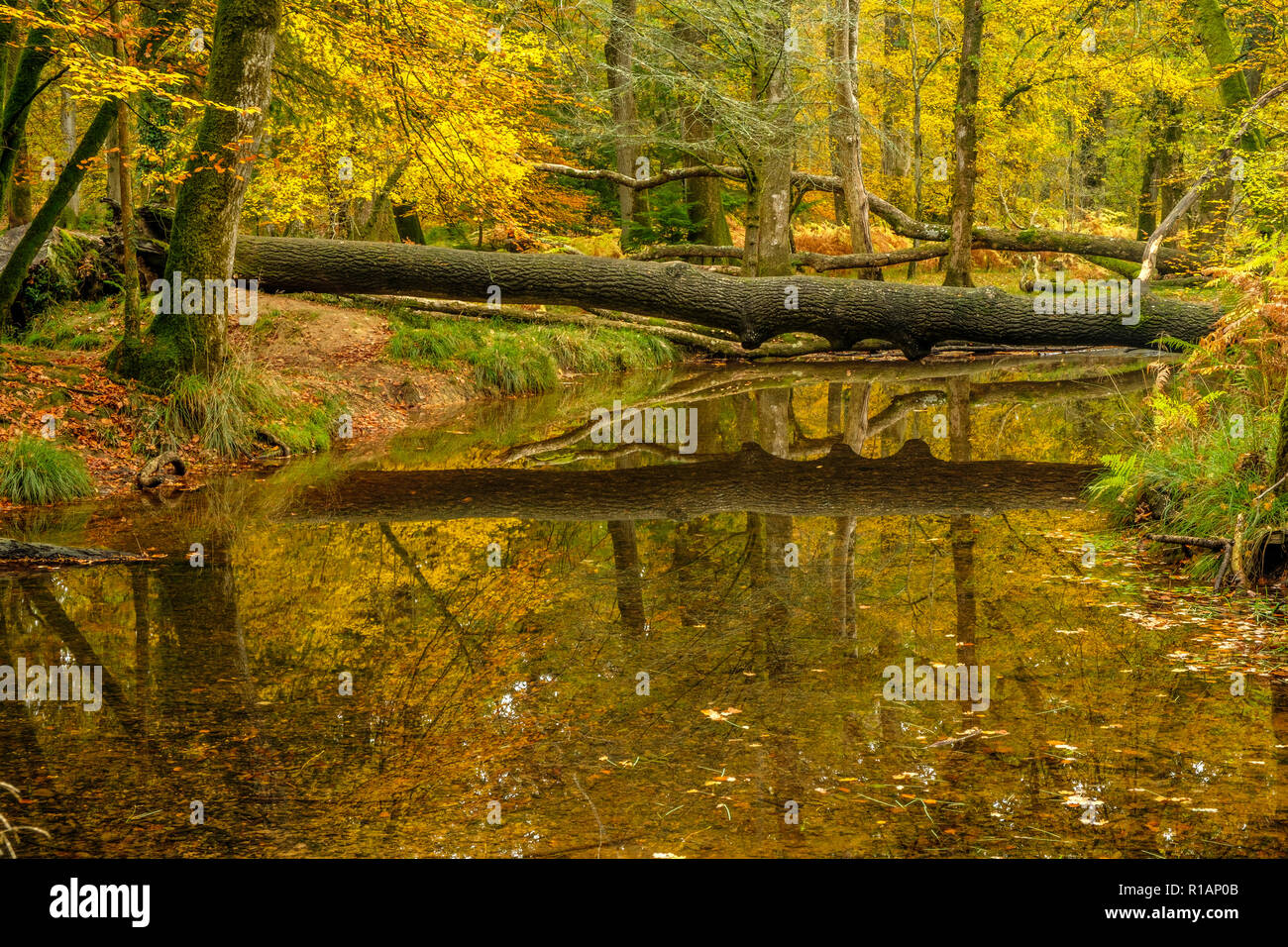 Blackwater Rhinefield Ornamental Drive The New Forest Hampshire England ...