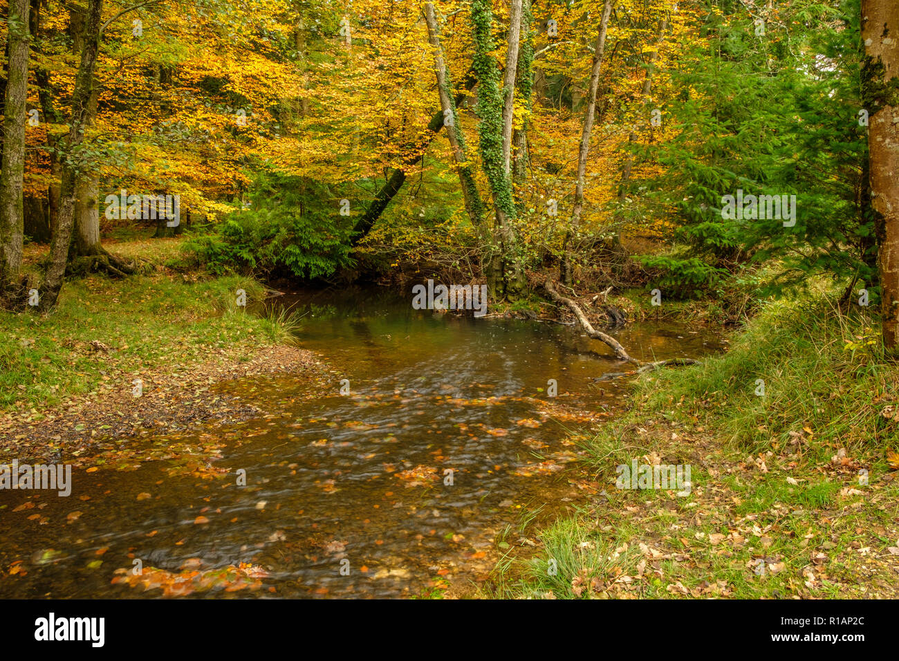 Blackwater Rhinefield Ornamental Drive The New Forest Hampshire England ...