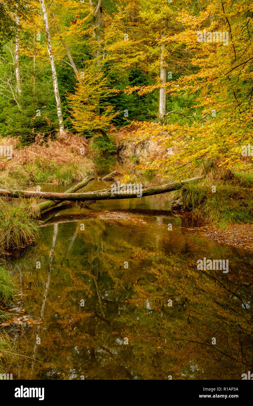 Blackwater Rhinefield Ornamental Drive The New Forest Hampshire England ...