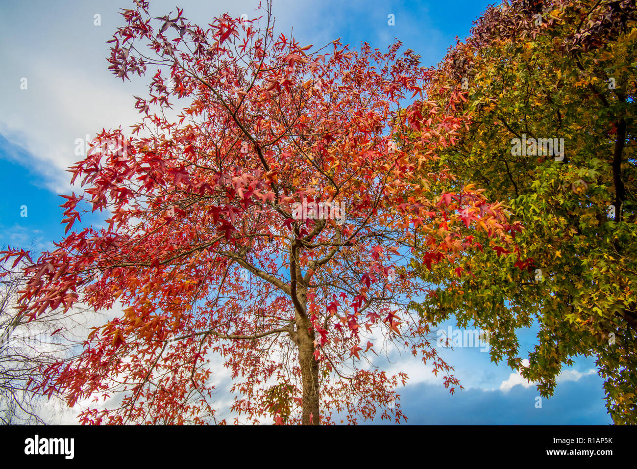 Autumn tree colours in November, West Sussex, UK Stock Photo - Alamy
