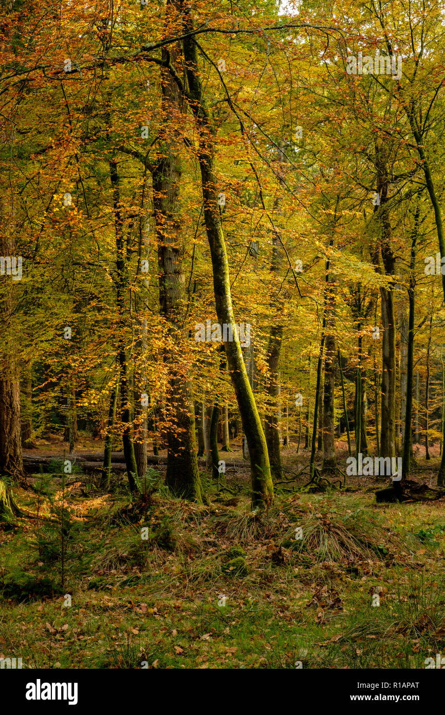 Blackwater rhinefield ornamental drive the new forest hi-res stock ...