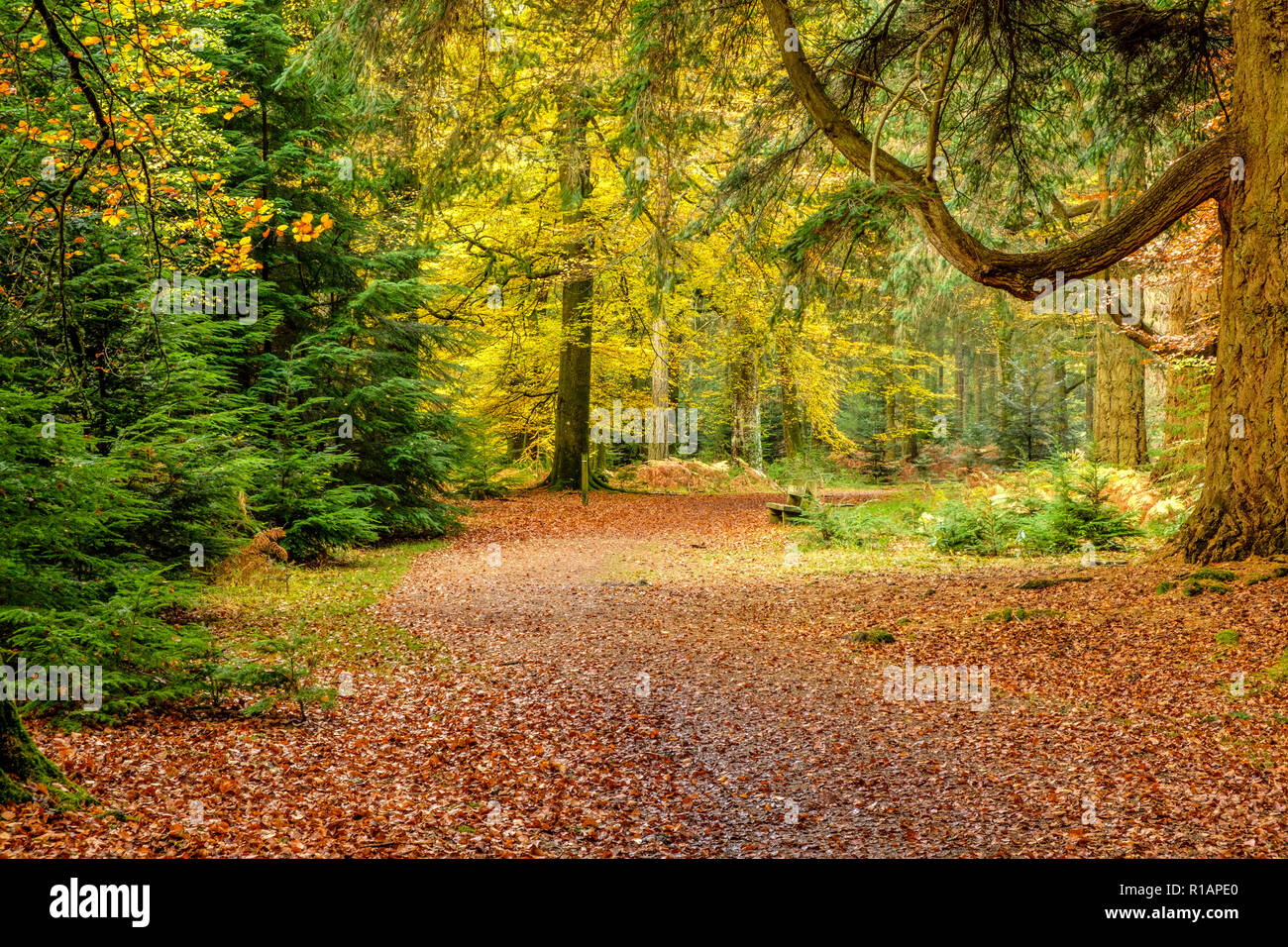Blackwater Arboretum Rhinefield Ornamental Drive The New Forest ...