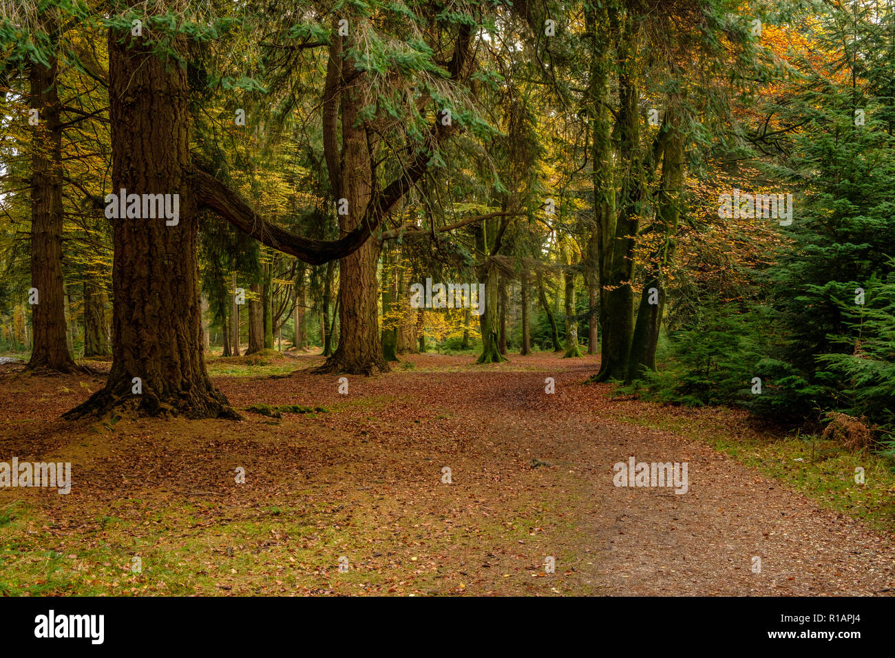 Blackwater Arboretum Rhinefield Ornamental Drive The New Forest ...