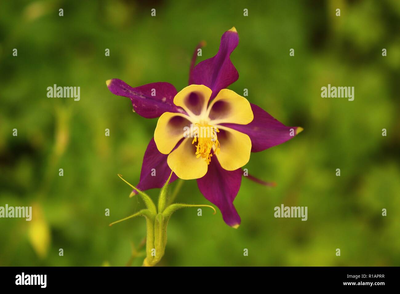 Close-up of Colorado state flower, Columbine, taken in the Betty Ford ...