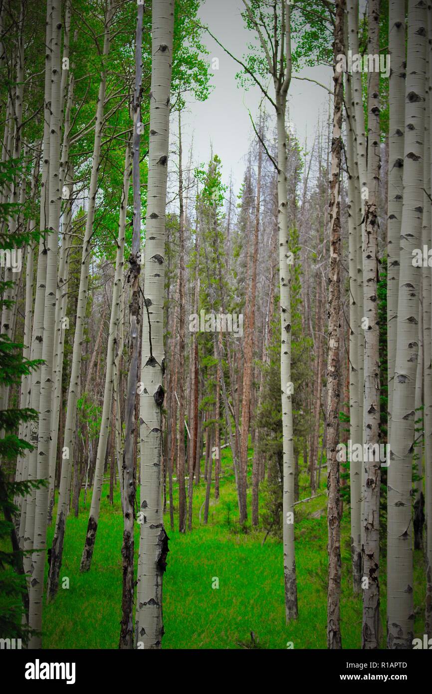 Aspen tree forest hi-res stock photography and images - Alamy