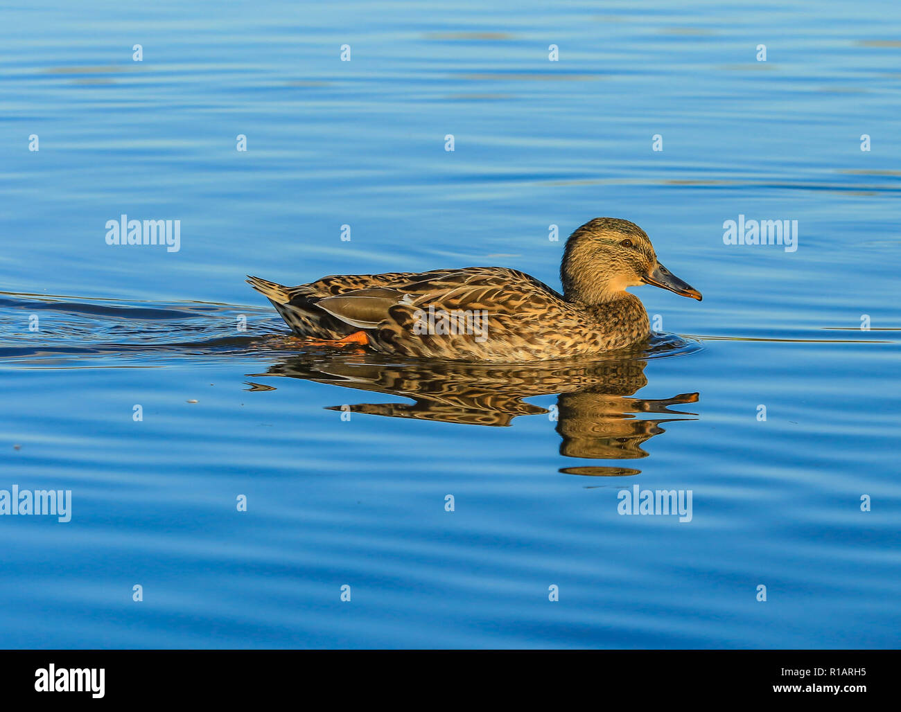 Dundrum river hi-res stock photography and images - Alamy