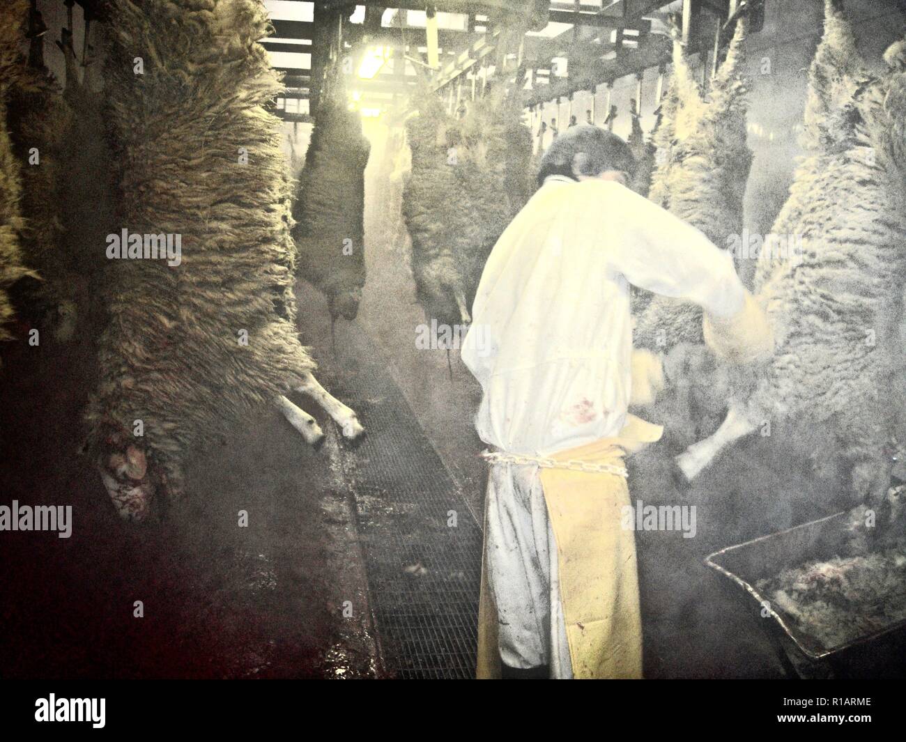 Workers prepare animals after slaughter in a steamy indistinct abattoir ...