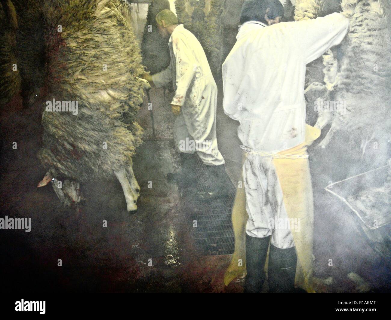 Workers prepare animals after slaughter in a steamy indistinct abattoir ...