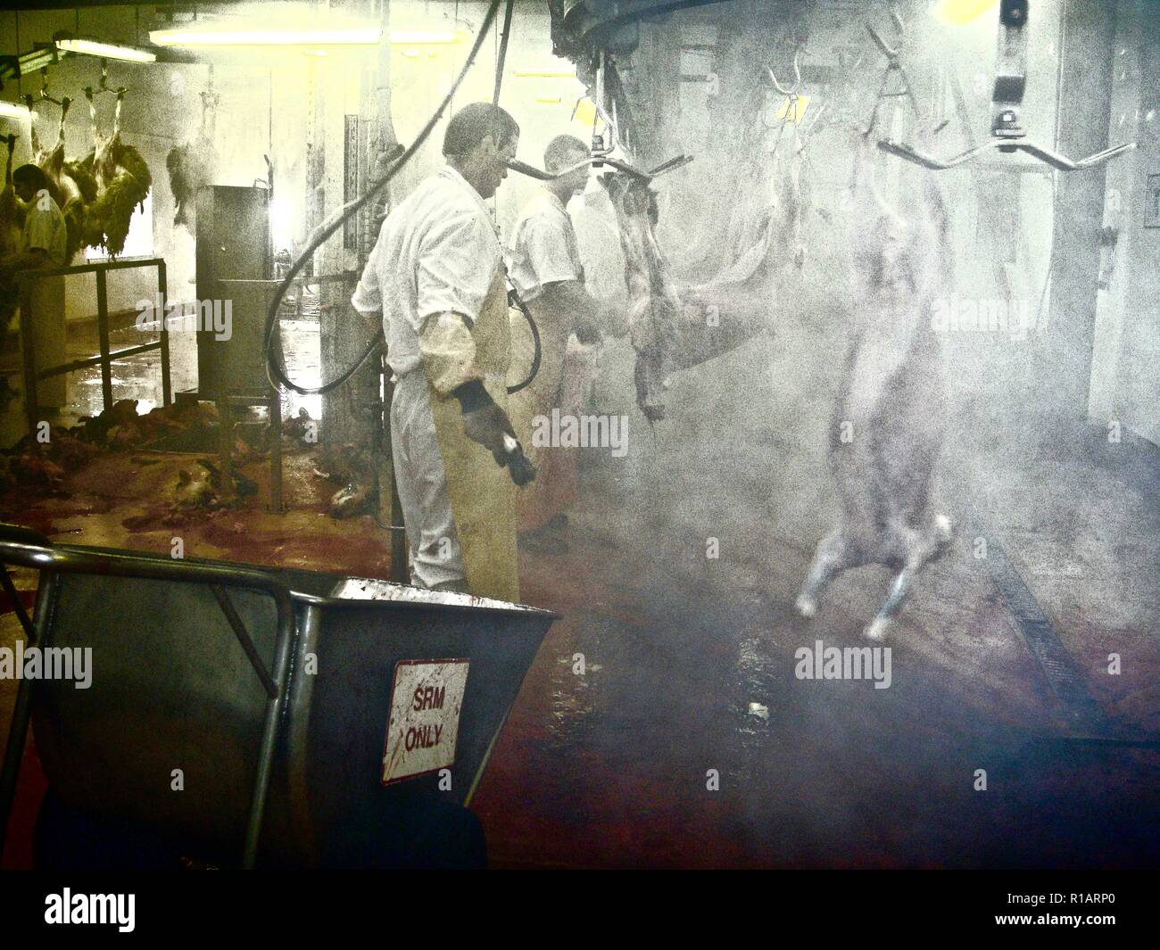 Lamb To The Slaughter Stock Photos & Lamb To The Slaughter Stock Images ...