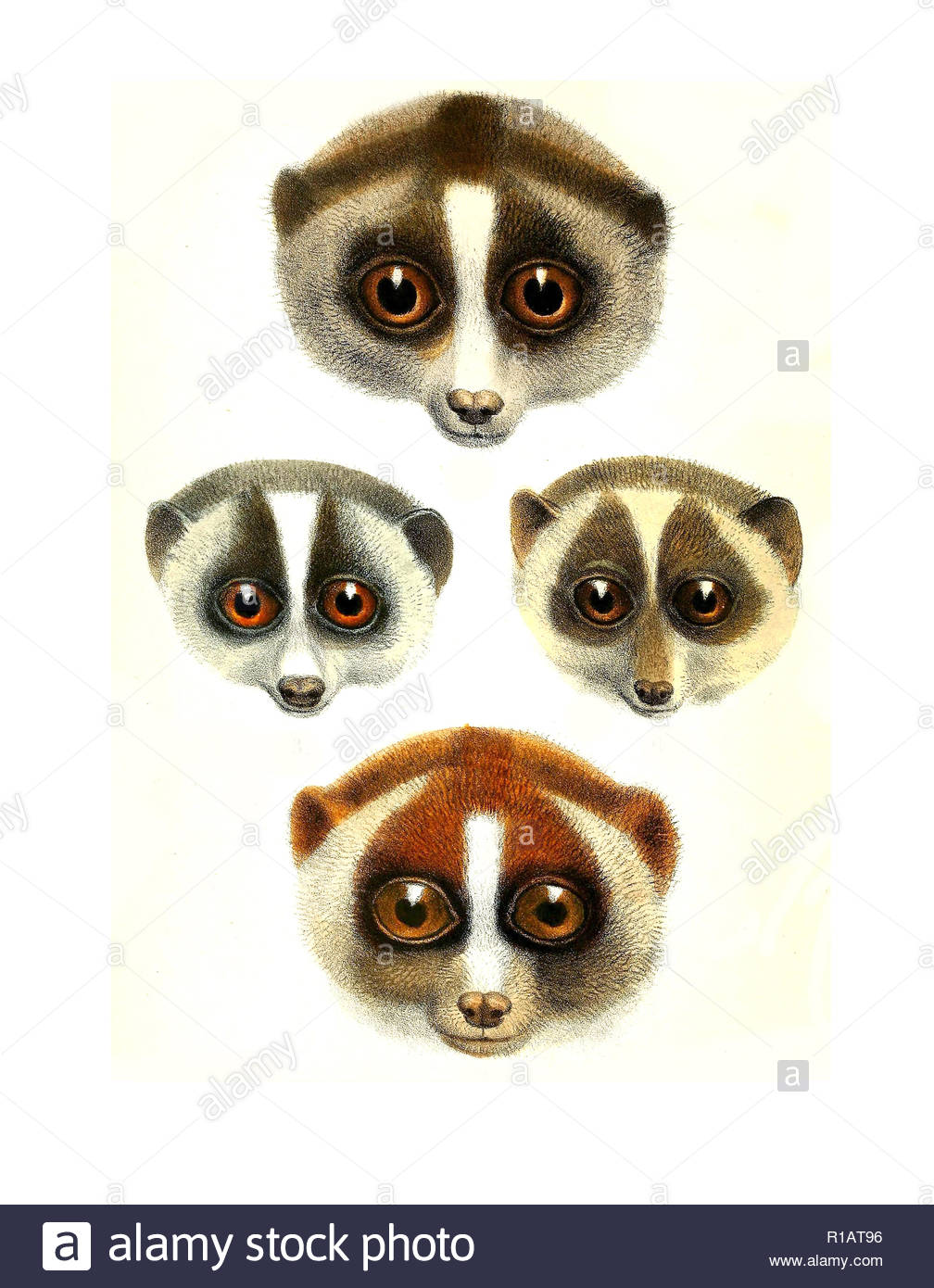 Dwarf Lemur High Resolution Stock Photography and Images - Alamy