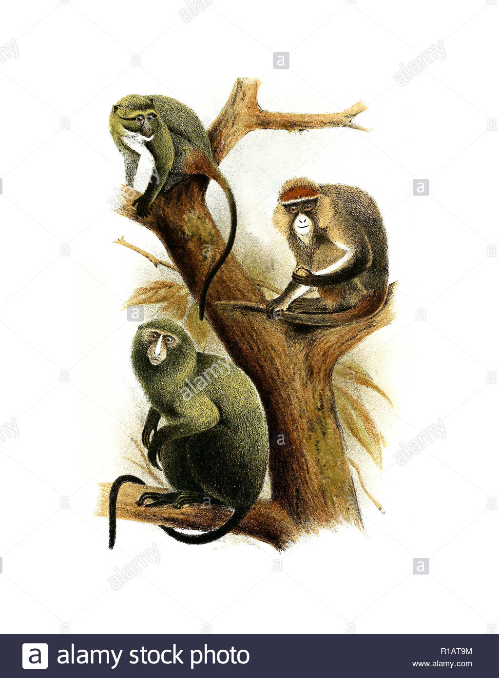 Guenon High Resolution Stock Photography and Images - Alamy
